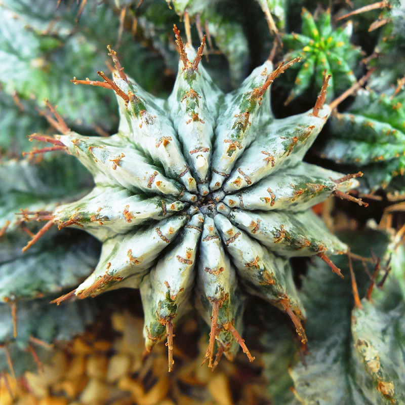 Garfield Park Conservatory Spring Visit