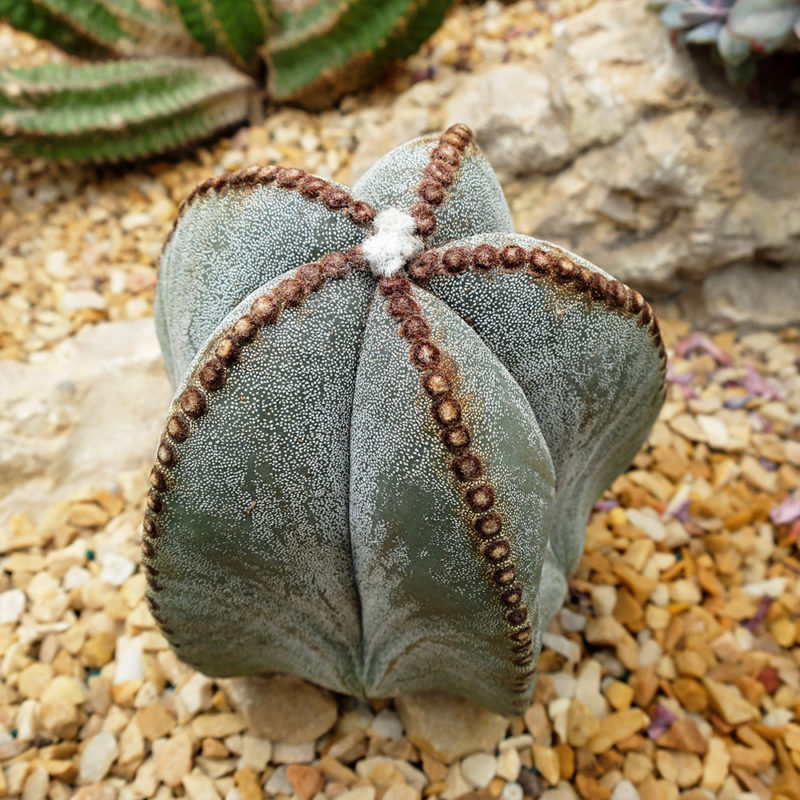 Bishop’s Cap Cactus