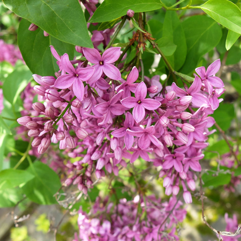 Lilacs