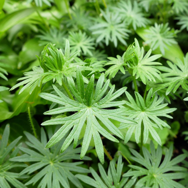 Geranium – Bloody Cranesbill