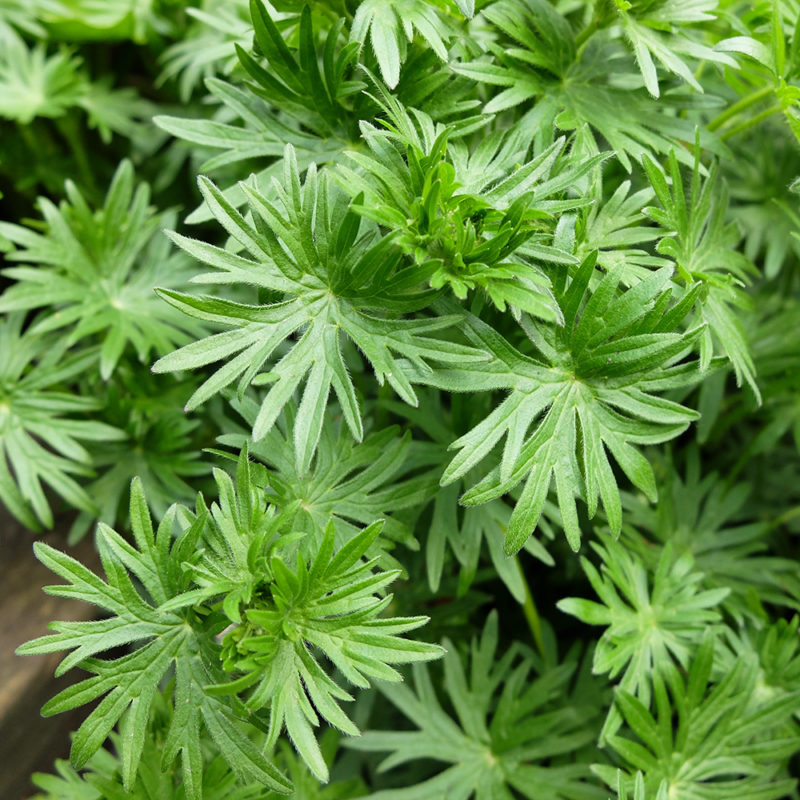Geranium – Bloody Cranesbill