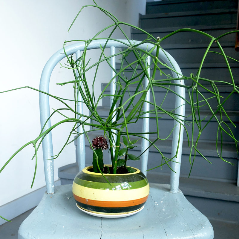 Chopping Down the Pencil Plant