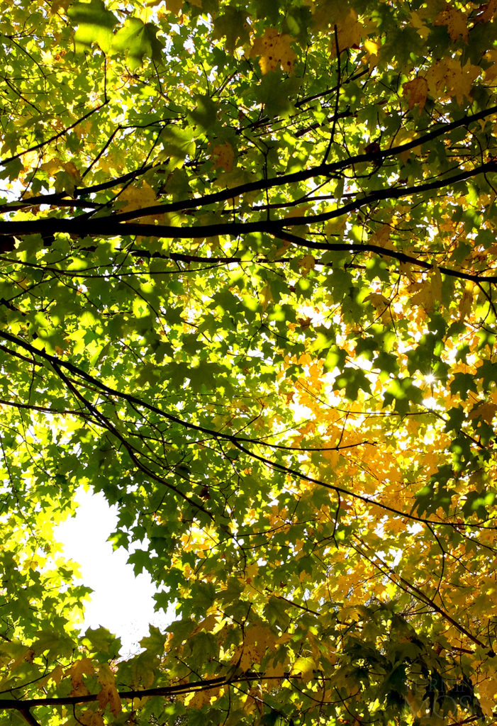 Fall Maple Komorebi