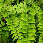 Diamond Maidenhair Fern
