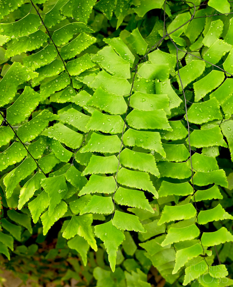 Diamond Maidenhair Fern
