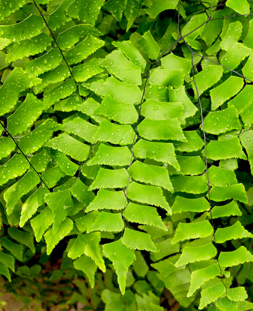 Diamond Maidenhair Fern