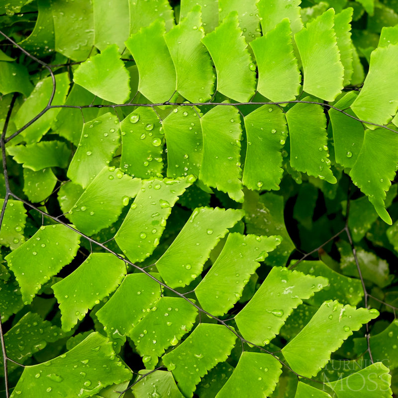 Diamond Maidenhair Fern