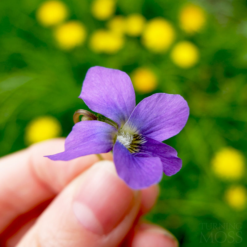 Turning Moss Celebrates One Year