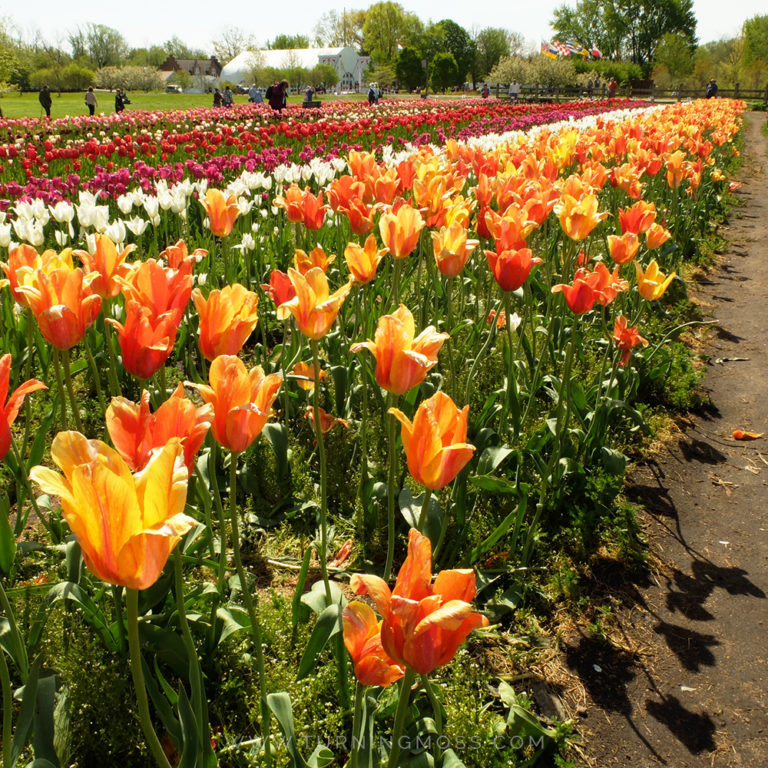 Tulip Time Festival – Holland Michigan