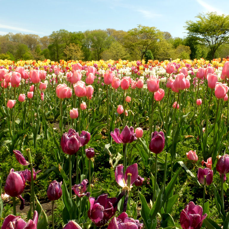 Tulip Time Festival – Holland Michigan