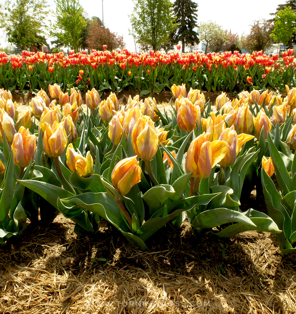 Tulip Time Festival – Holland Michigan